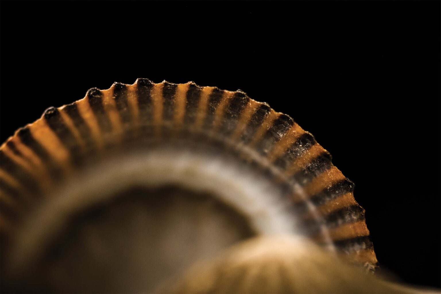 On the Rocks - Halekulani Living