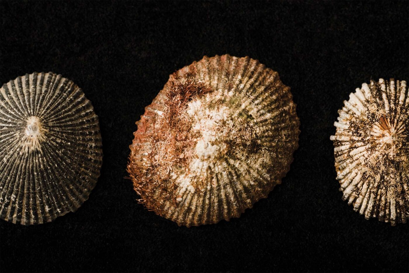 On the Rocks - Halekulani Living