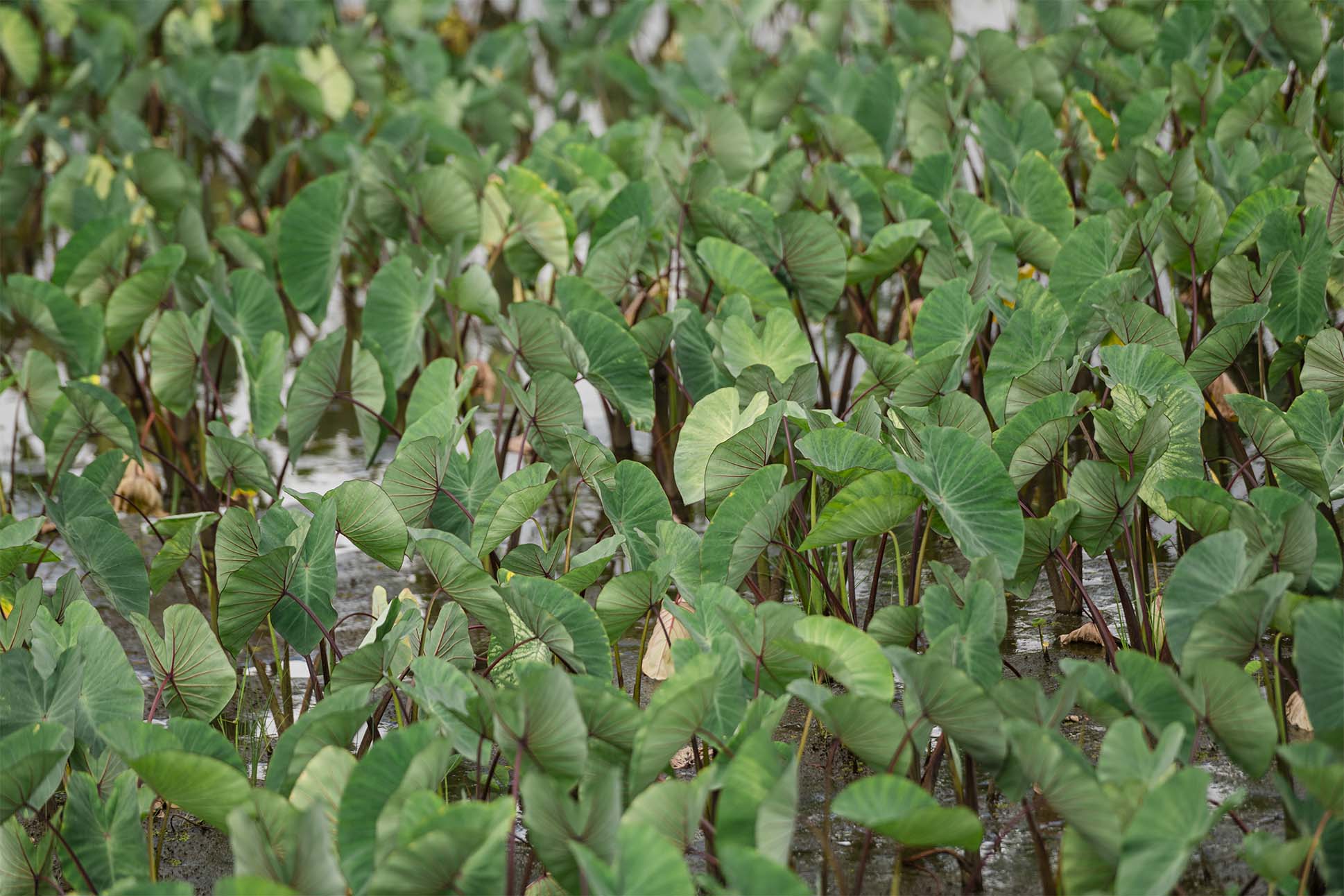 Plant Kalo, Protect Wai - Halekulani Living