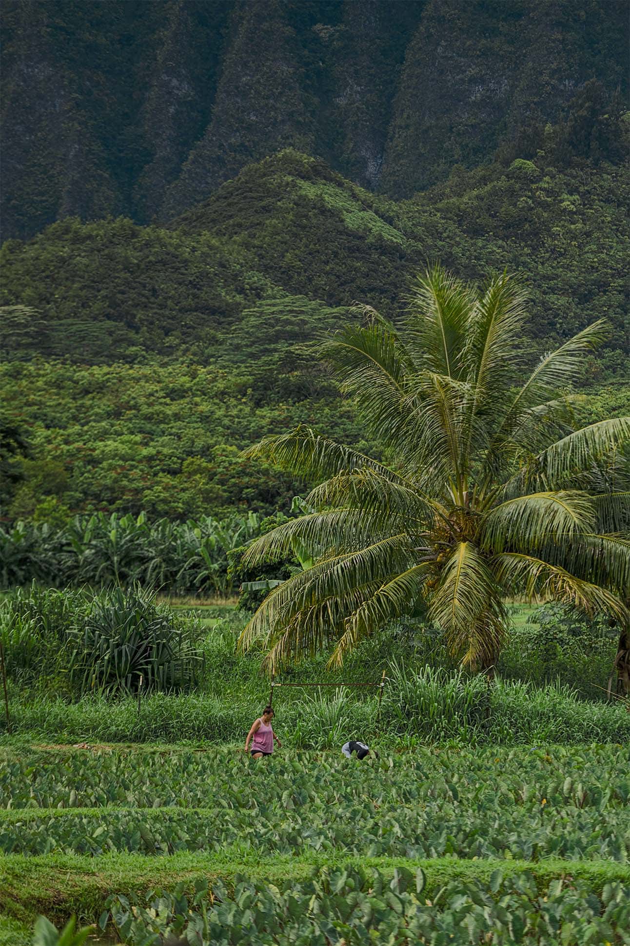 Plant Kalo, Protect Wai - Halekulani Living